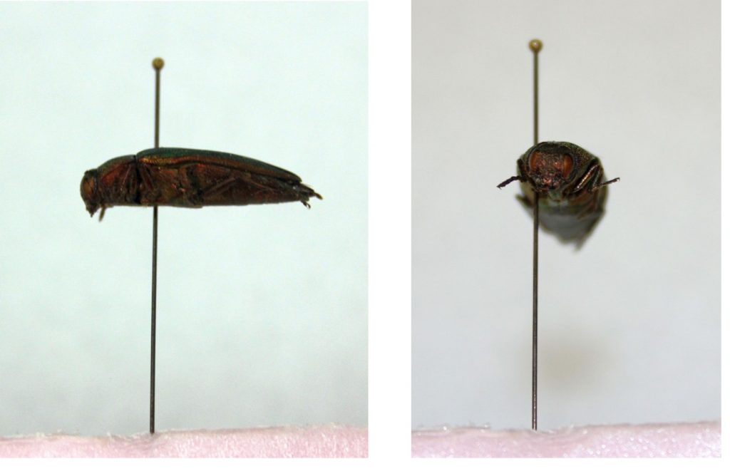 Pinning – UNBC BIOL 322, Entomology