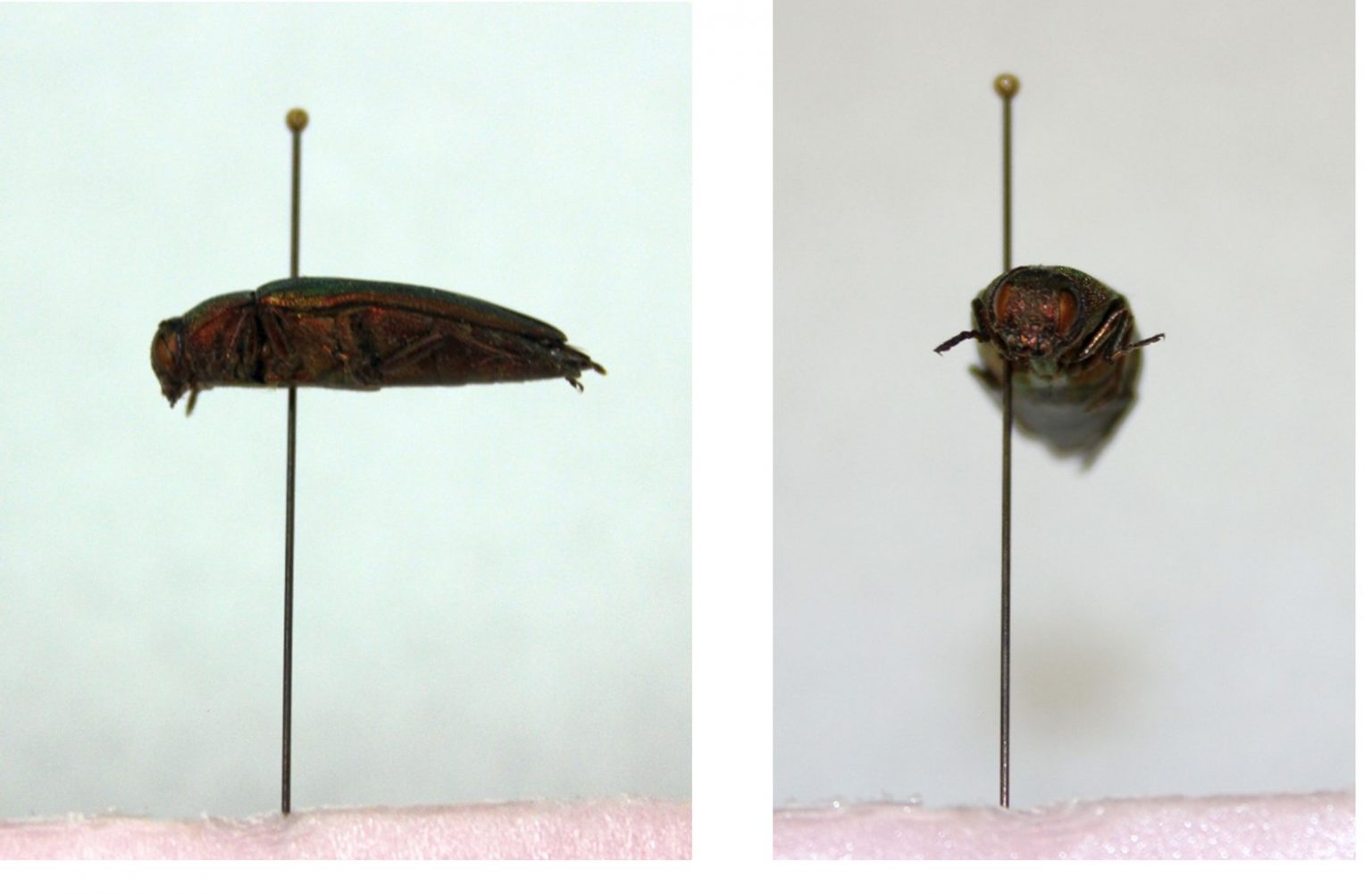 Pinning – UNBC BIOL 322, Entomology