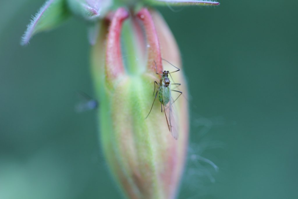 Hemiptera – Sternorrhyncha – UNBC BIOL 322, Entomology