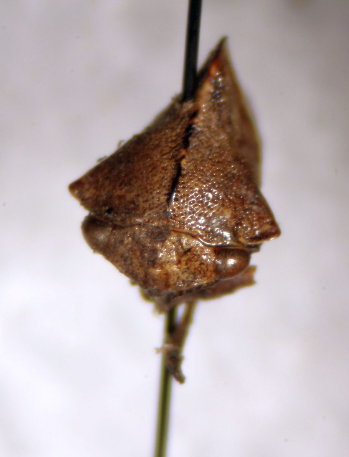 Hemiptera – Auchenorrhyncha – UNBC BIOL 322, Entomology