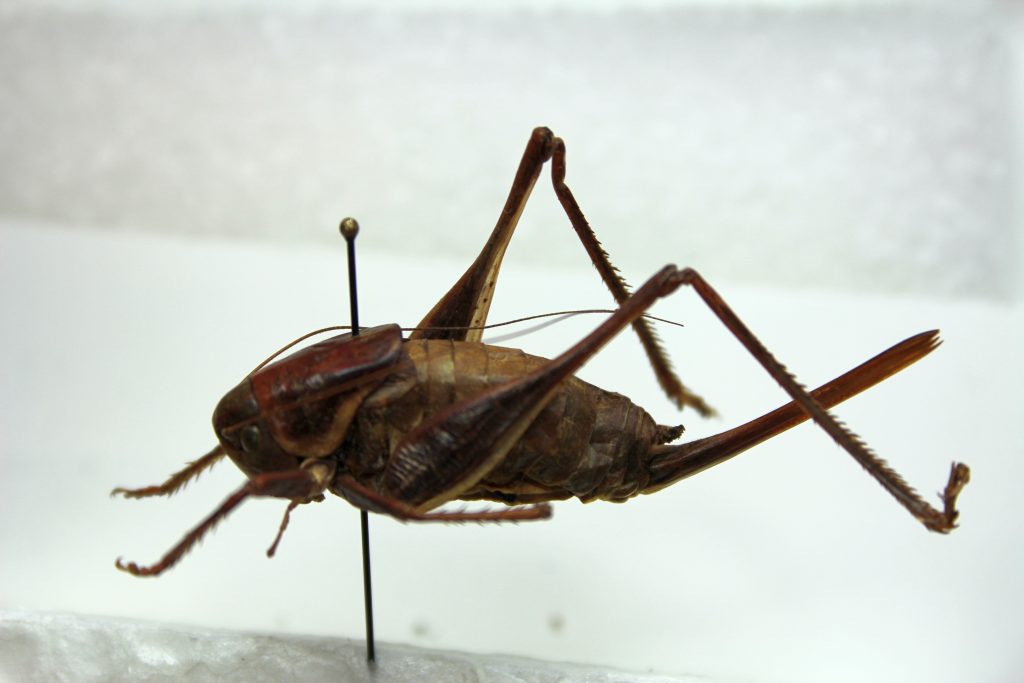 Orthoptera – Ensifera – UNBC BIOL 322, Entomology