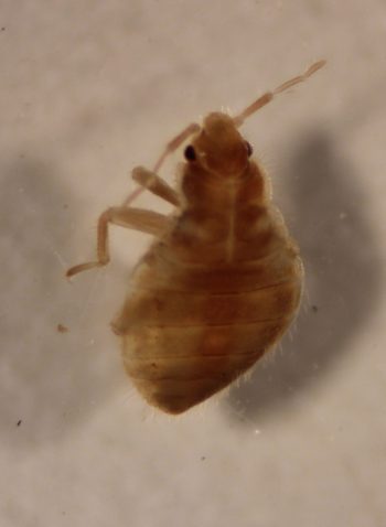 Hemiptera – Heteroptera – Terrestrial Families – UNBC BIOL 322, Entomology