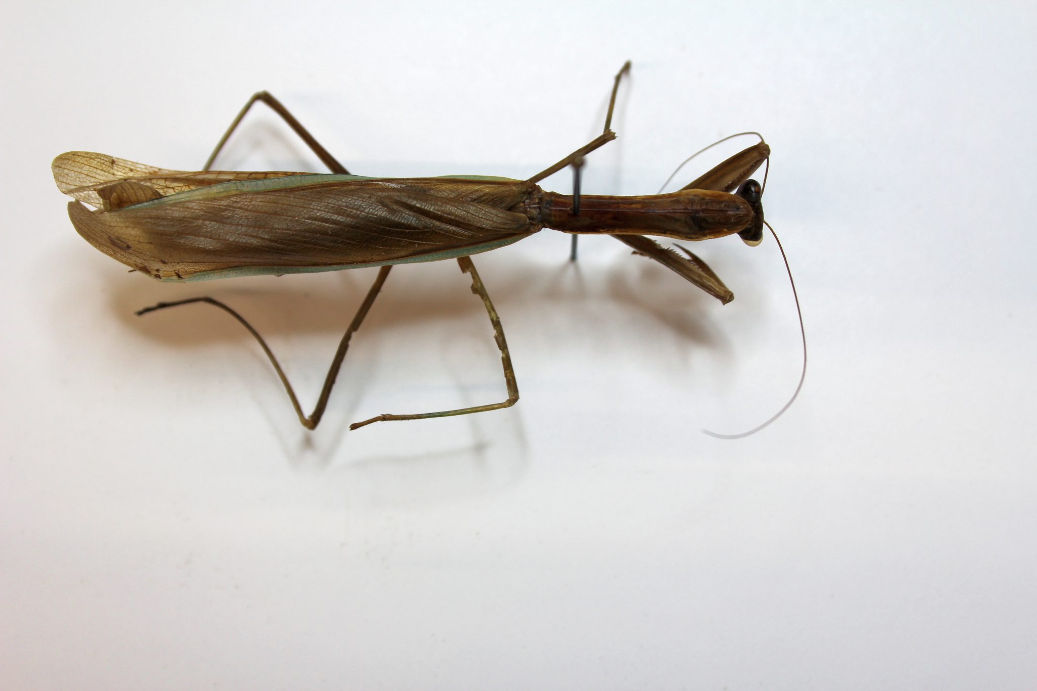Mantodea – UNBC BIOL 322, Entomology