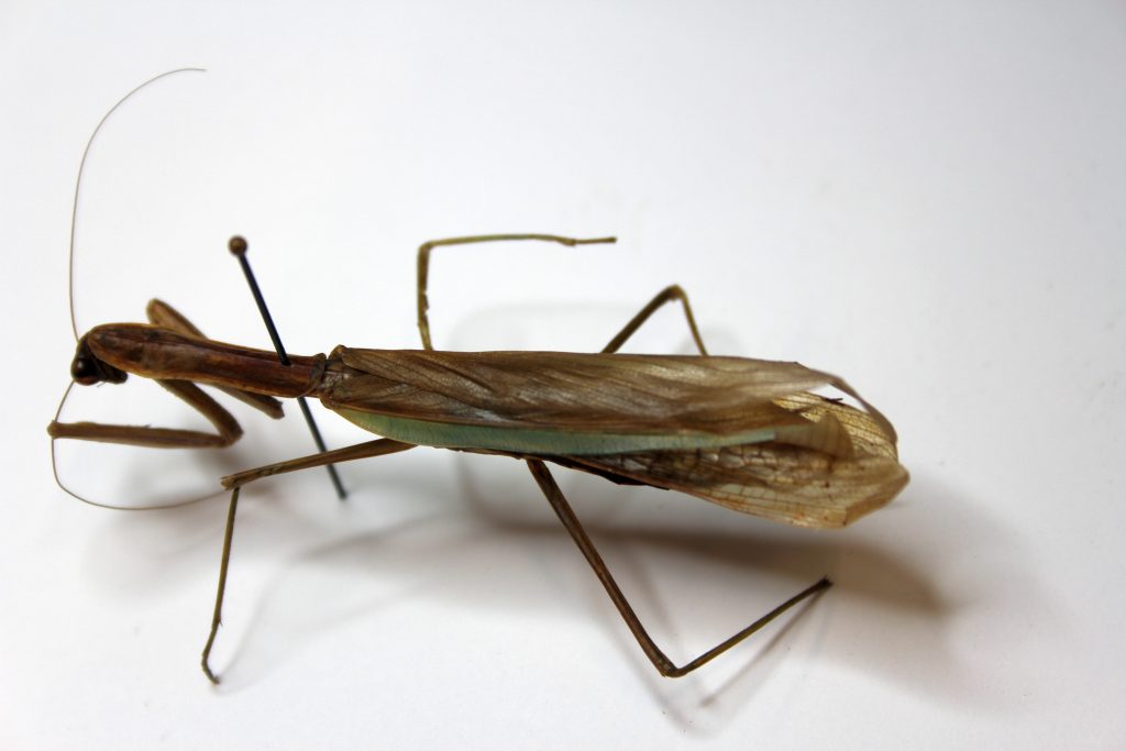 Mantodea – UNBC BIOL 322, Entomology