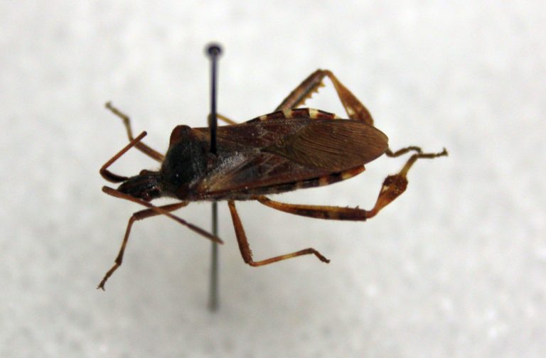 Hemiptera – Heteroptera – Terrestrial Families – UNBC BIOL 322, Entomology