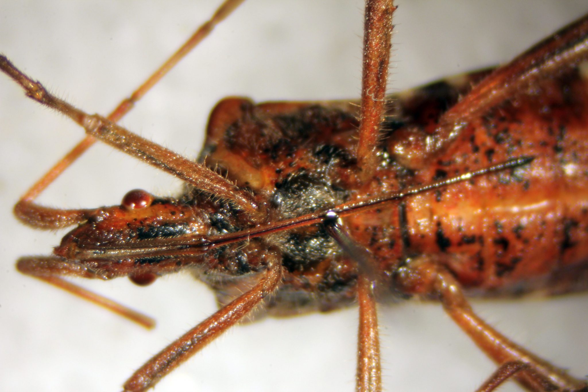 Hemiptera – Heteroptera – Terrestrial Families – UNBC BIOL 322, Entomology