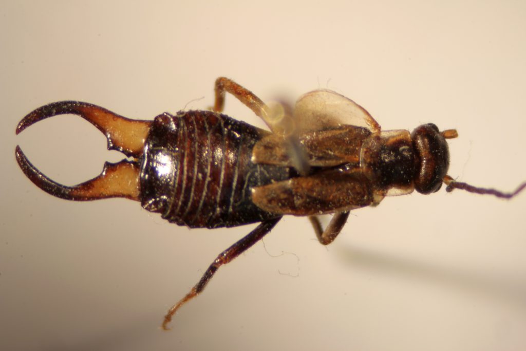 Dermaptera – UNBC BIOL 322, Entomology