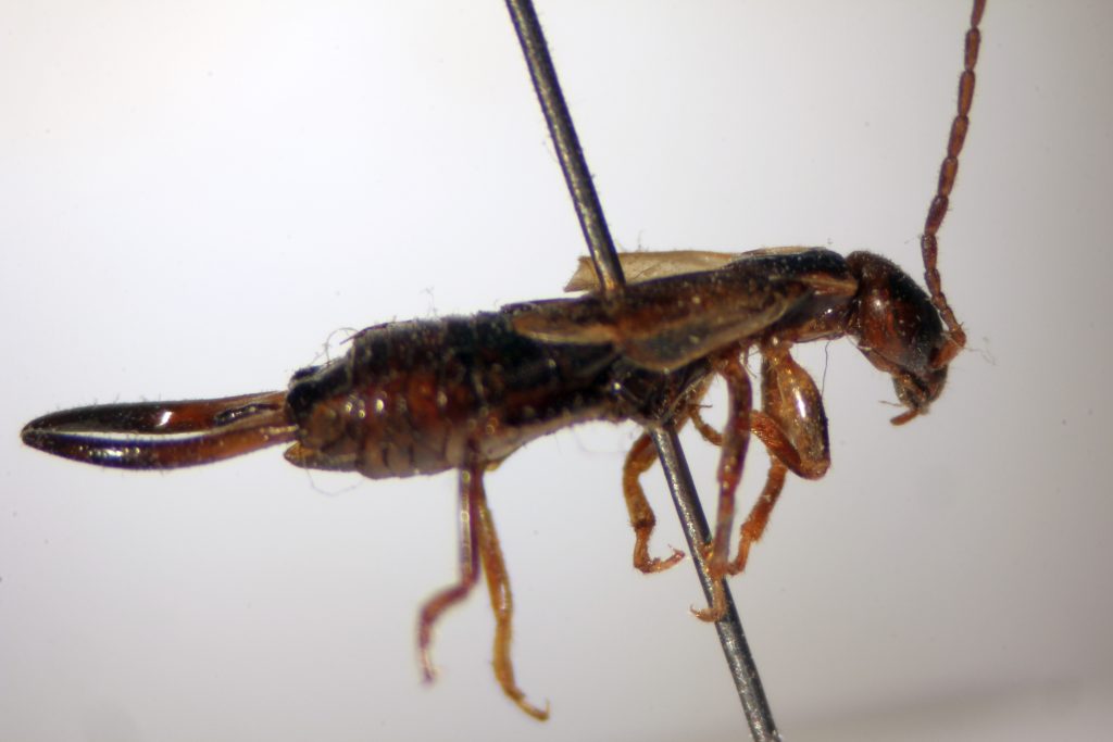 Dermaptera – UNBC BIOL 322, Entomology