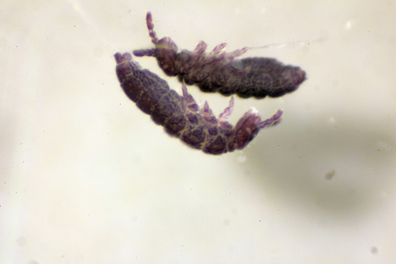 Entognatha – UNBC BIOL 322, Entomology