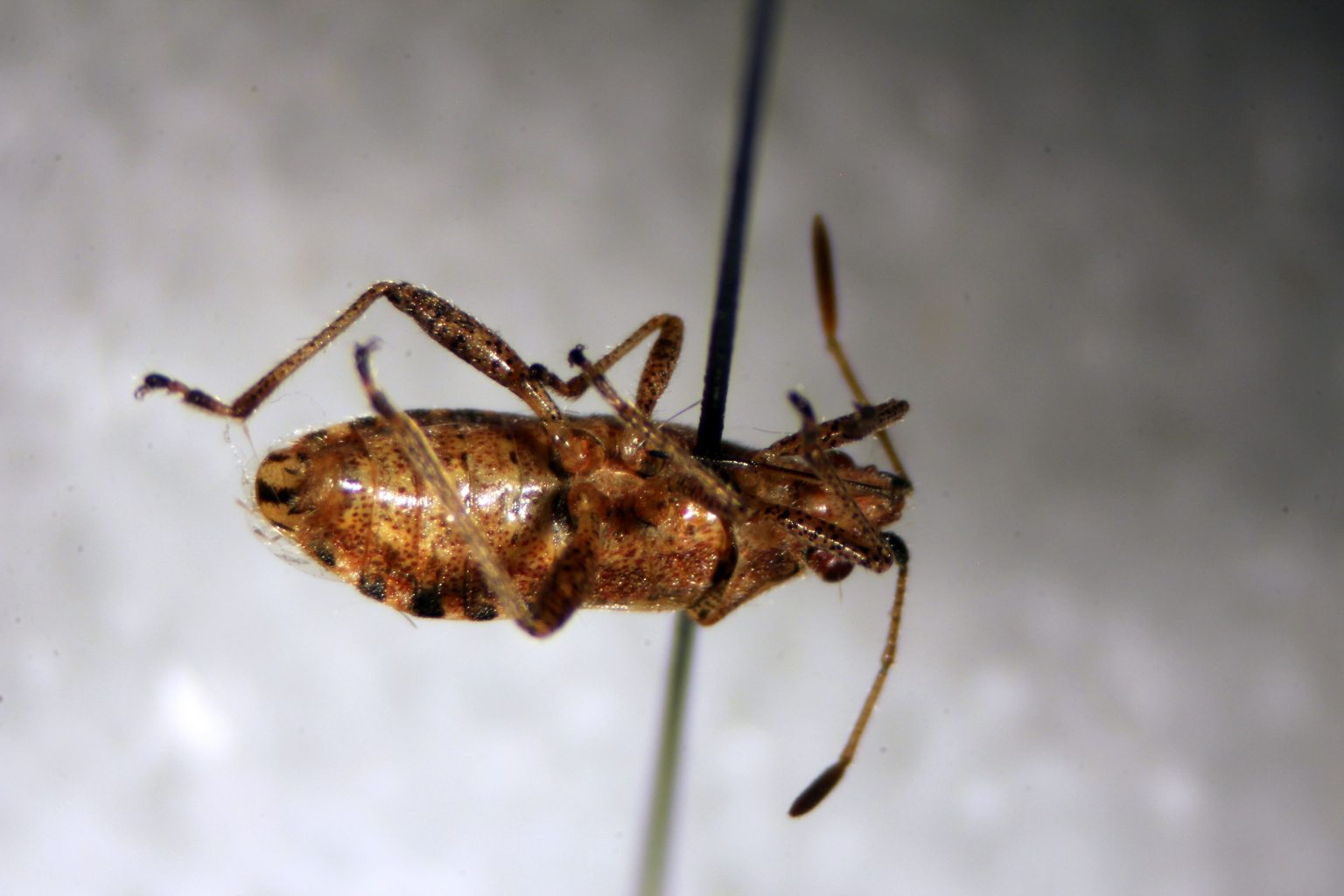 Hemiptera – Heteroptera – Terrestrial Families – UNBC BIOL 322, Entomology