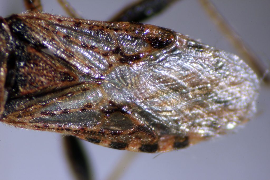 Hemiptera – Heteroptera – Terrestrial Families – UNBC BIOL 322, Entomology