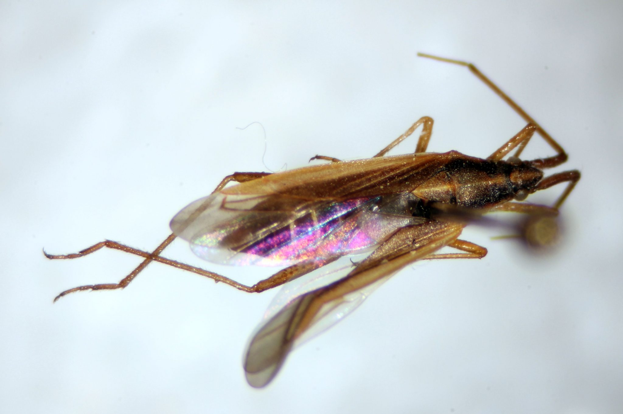 Hemiptera – Heteroptera – Terrestrial Families – UNBC BIOL 322, Entomology