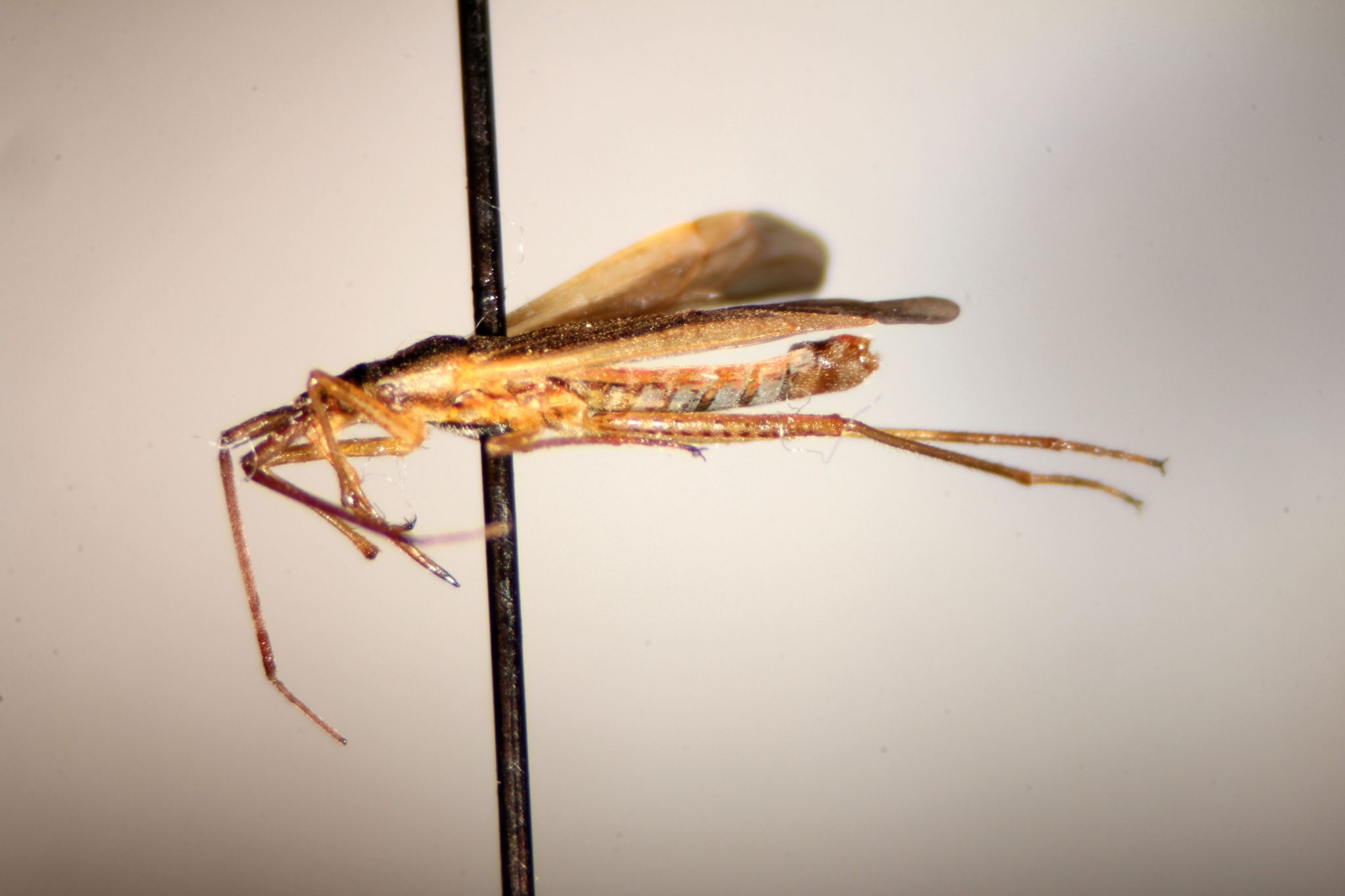 Hemiptera – Heteroptera – Terrestrial Families – UNBC BIOL 322, Entomology