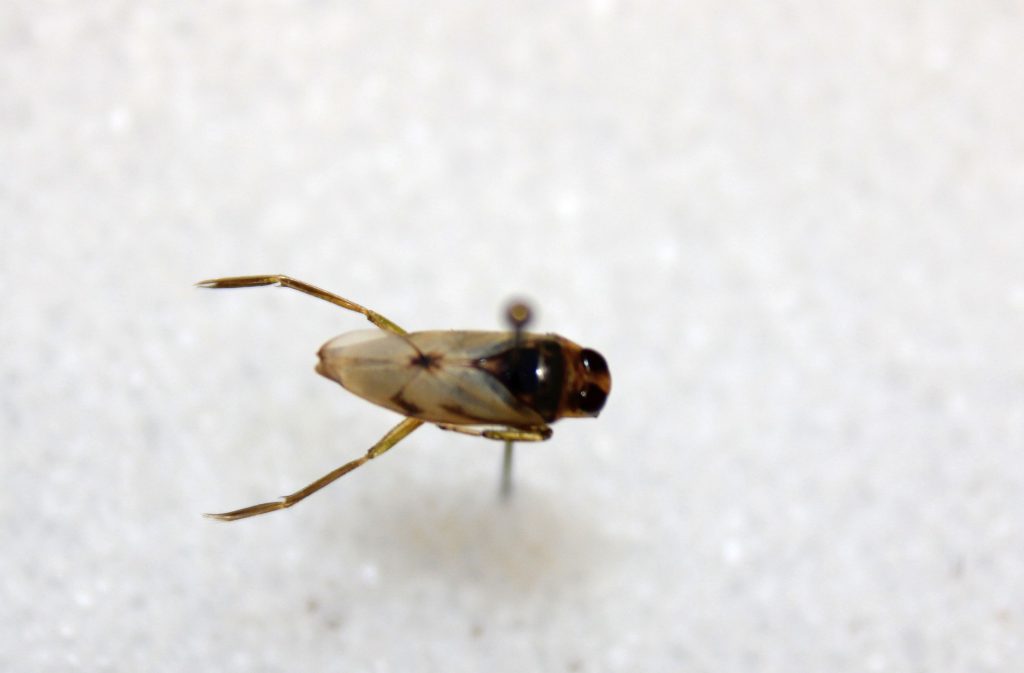 Hemiptera – Heteroptera – Aquatic Families – UNBC BIOL 322, Entomology