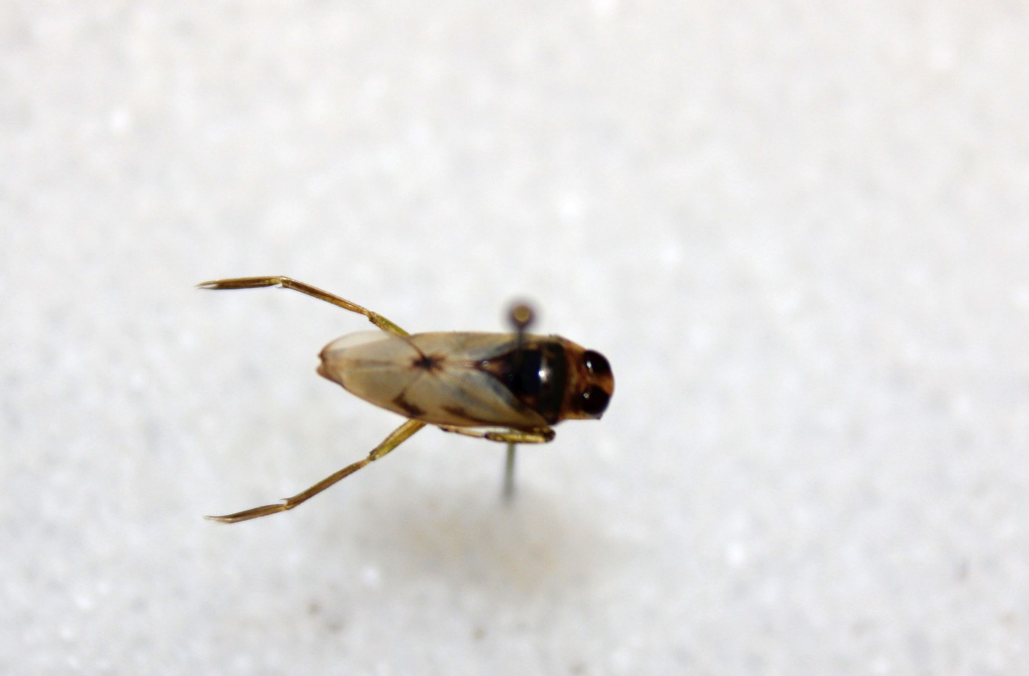 Hemiptera – Heteroptera – Aquatic Families – UNBC BIOL 322, Entomology