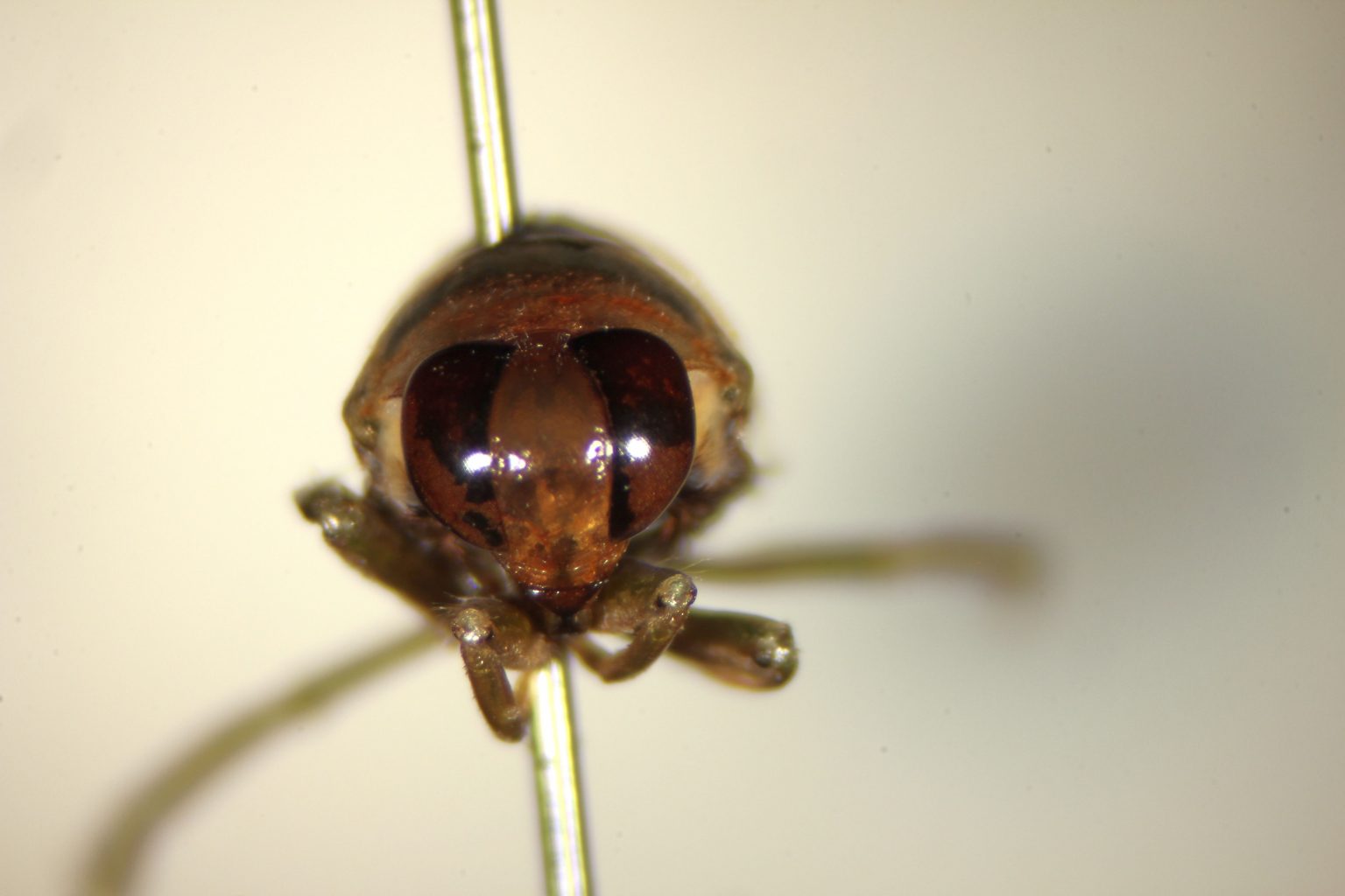 Hemiptera – Heteroptera – Aquatic Families – UNBC BIOL 322, Entomology