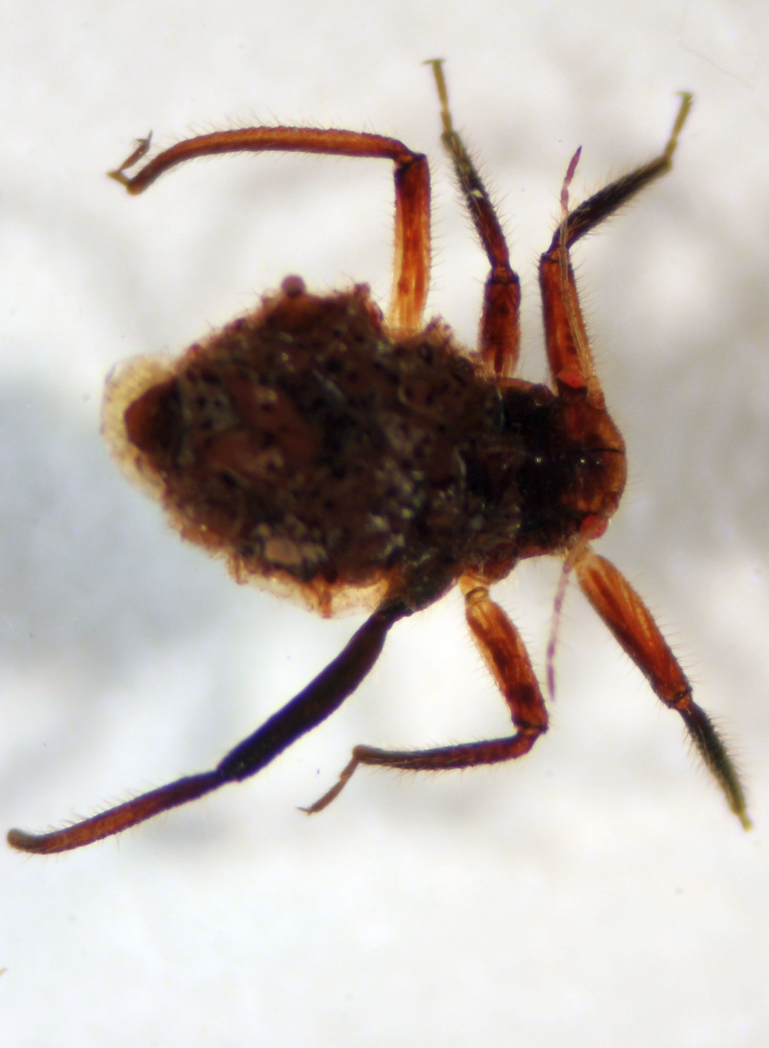 Hemiptera – Sternorrhyncha – UNBC BIOL 322, Entomology