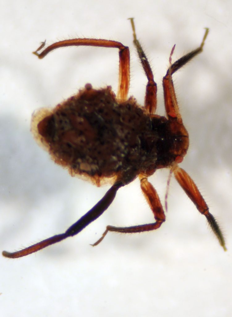 Hemiptera – Sternorrhyncha – UNBC BIOL 322, Entomology