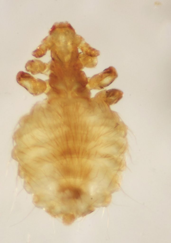 Psocodea – Lice – UNBC BIOL 322, Entomology