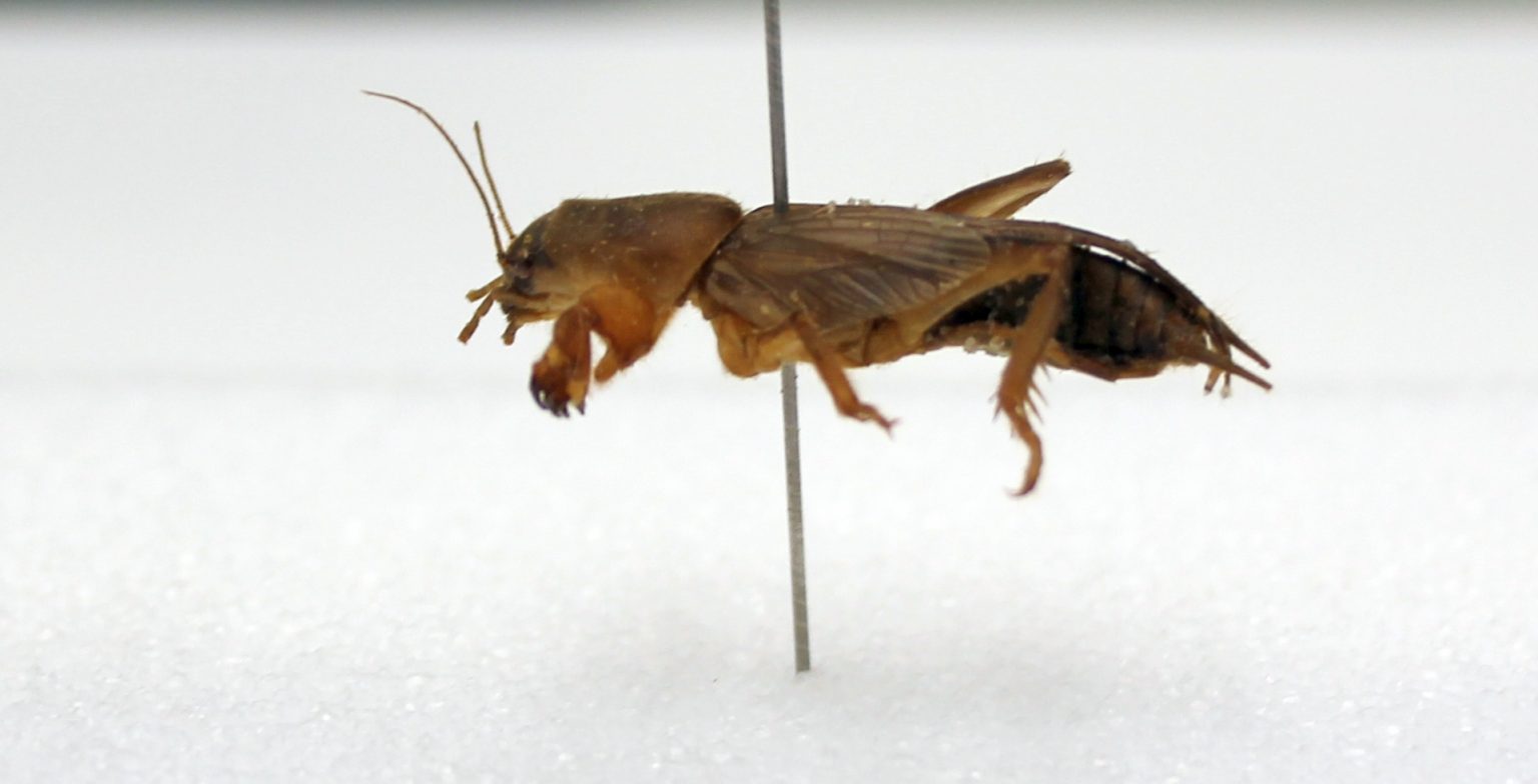 Orthoptera – Caelifera – UNBC BIOL 322, Entomology