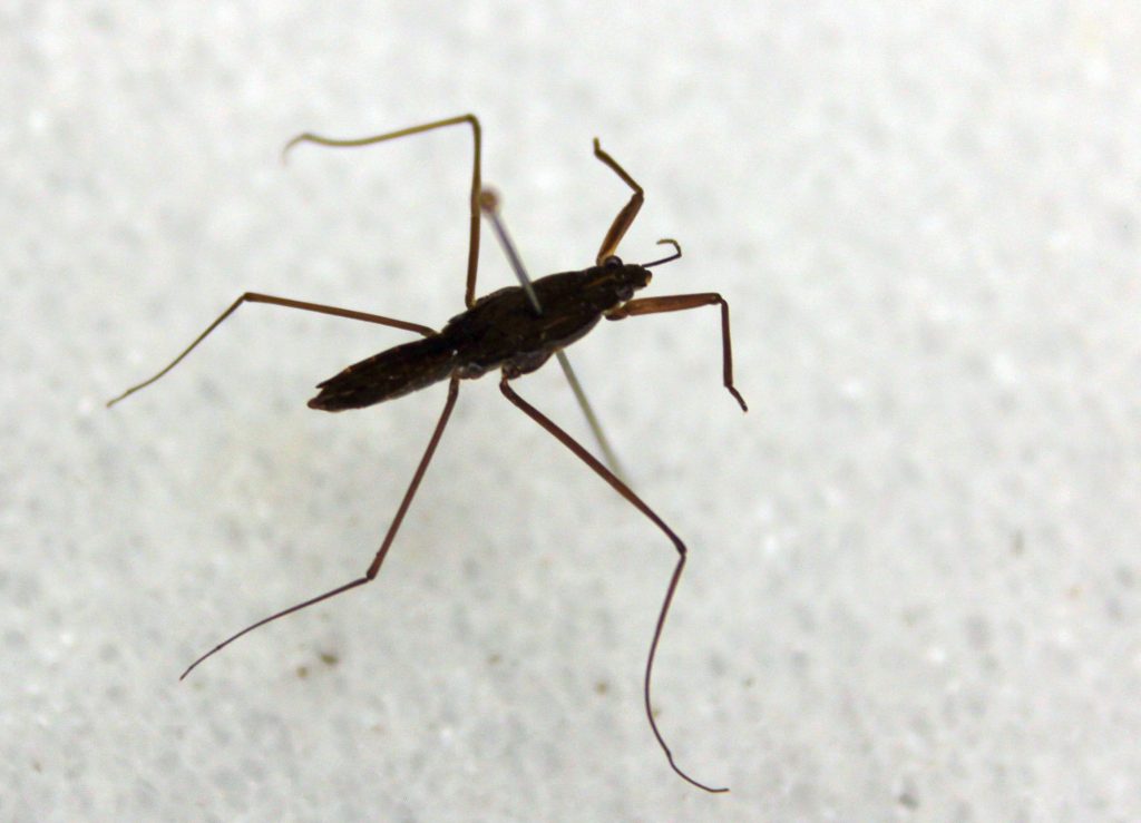 Hemiptera – Heteroptera – Aquatic Families – UNBC BIOL 322, Entomology