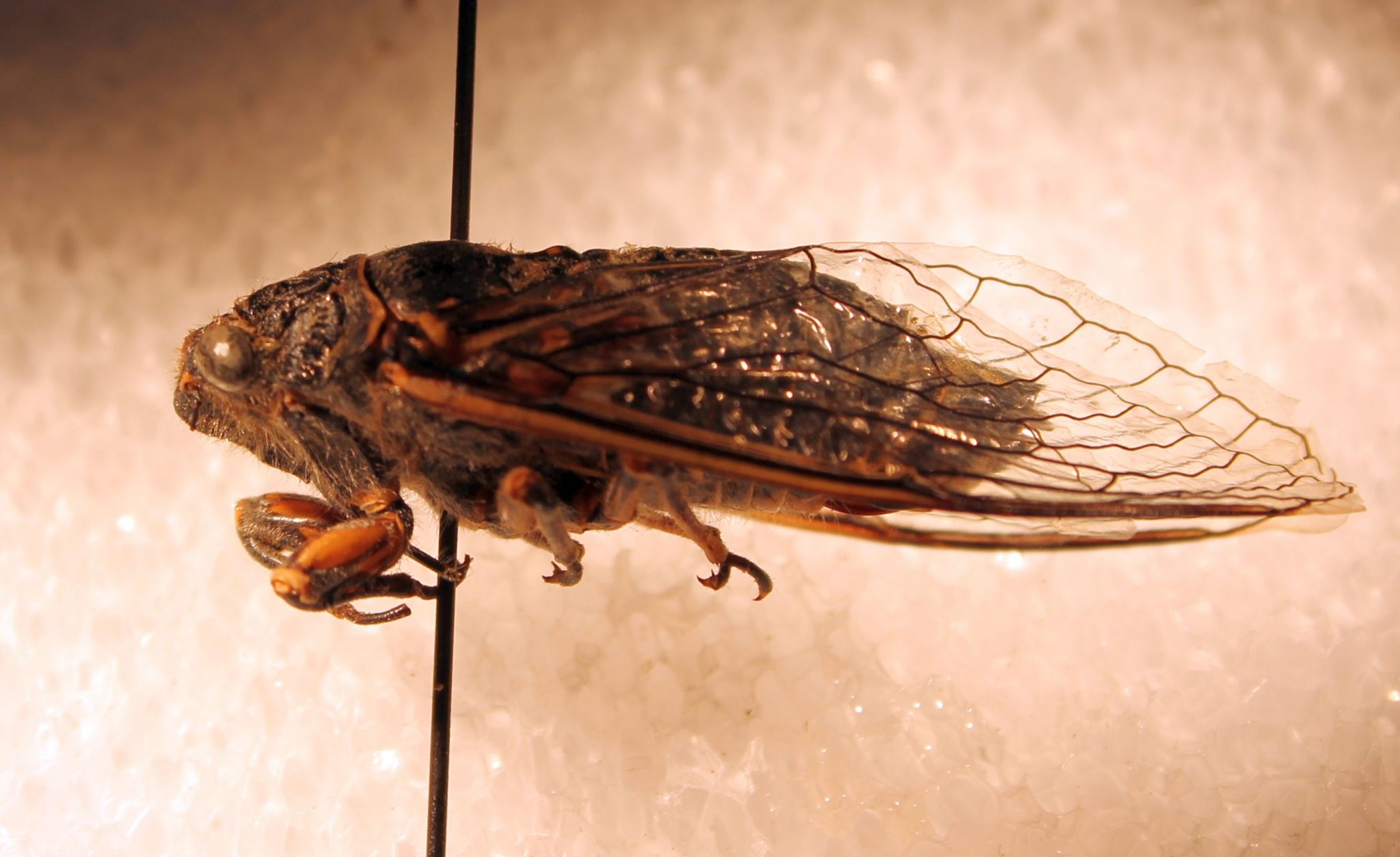 Hemiptera – Auchenorrhyncha – UNBC BIOL 322, Entomology