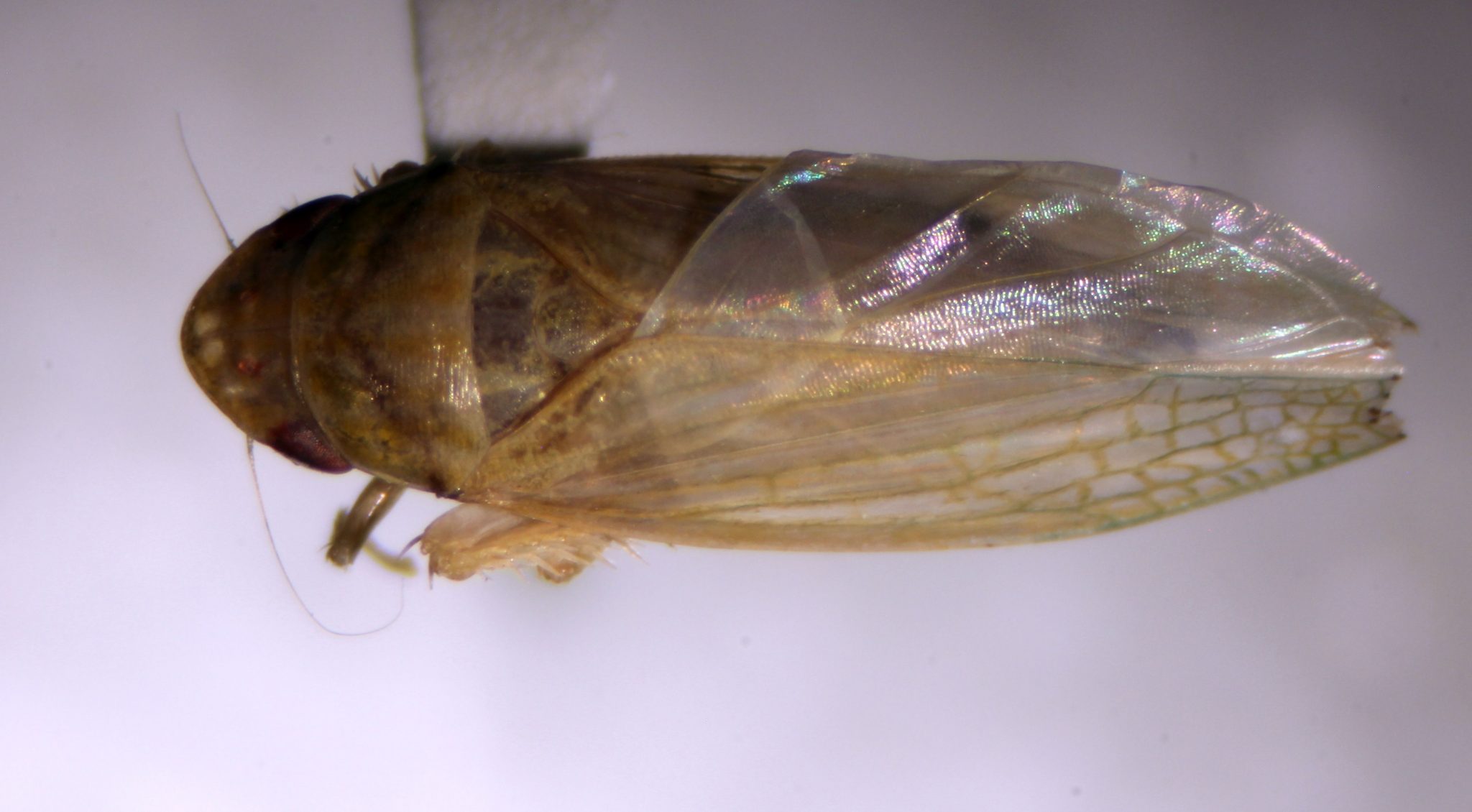 Hemiptera – Auchenorrhyncha – UNBC BIOL 322, Entomology