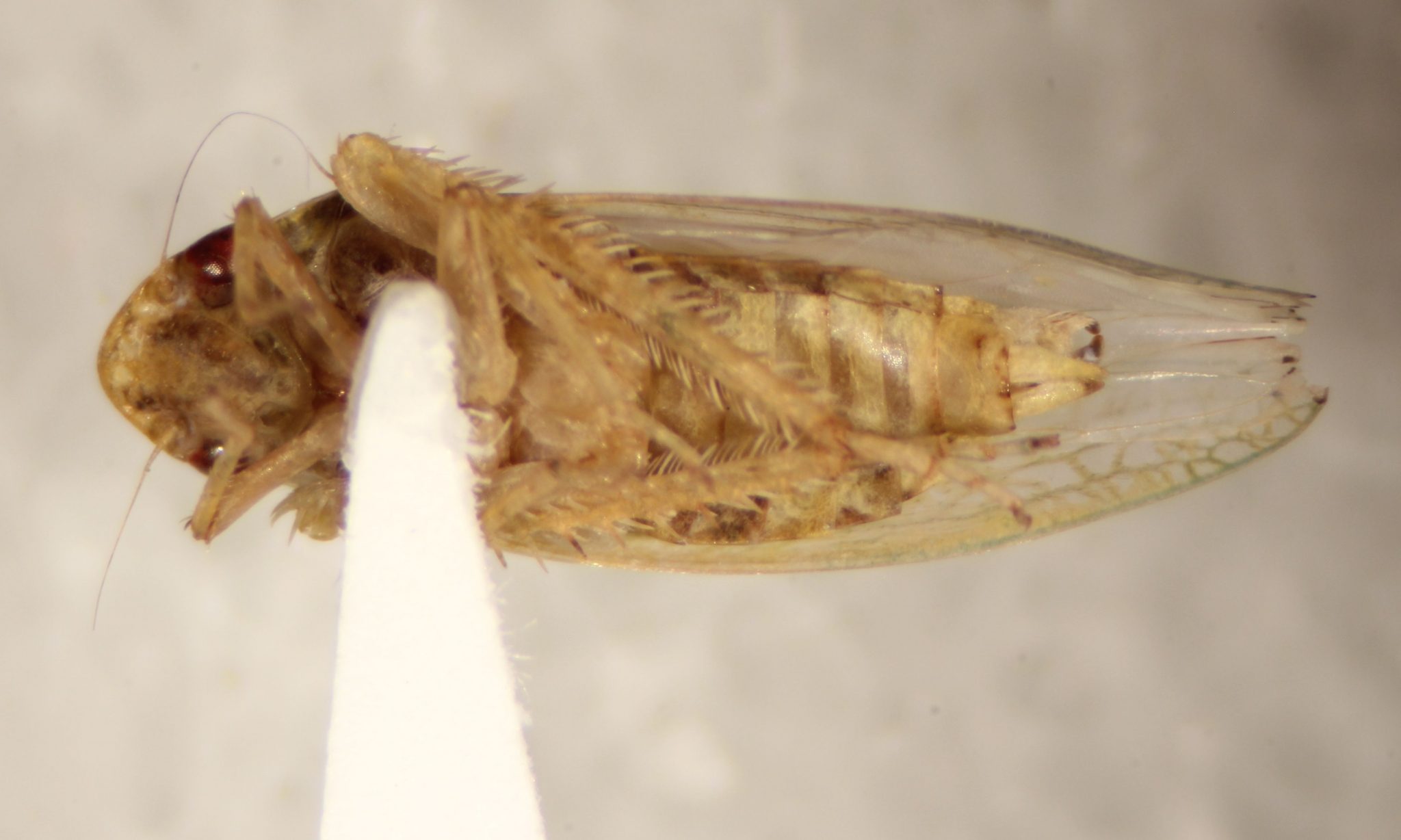 Hemiptera – Auchenorrhyncha – UNBC BIOL 322, Entomology