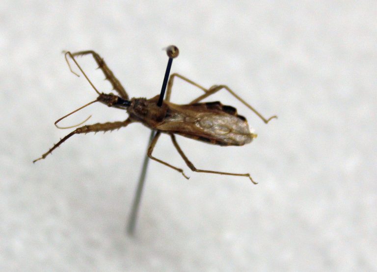 Hemiptera – Heteroptera – Terrestrial Families – UNBC BIOL 322, Entomology