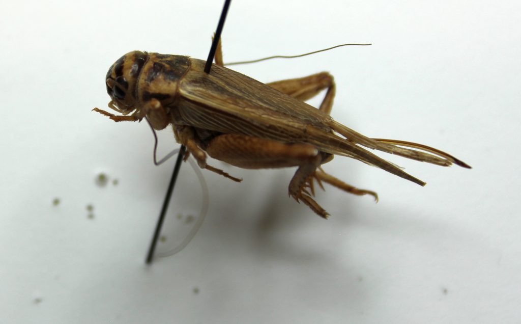 Orthoptera – Ensifera – UNBC BIOL 322, Entomology