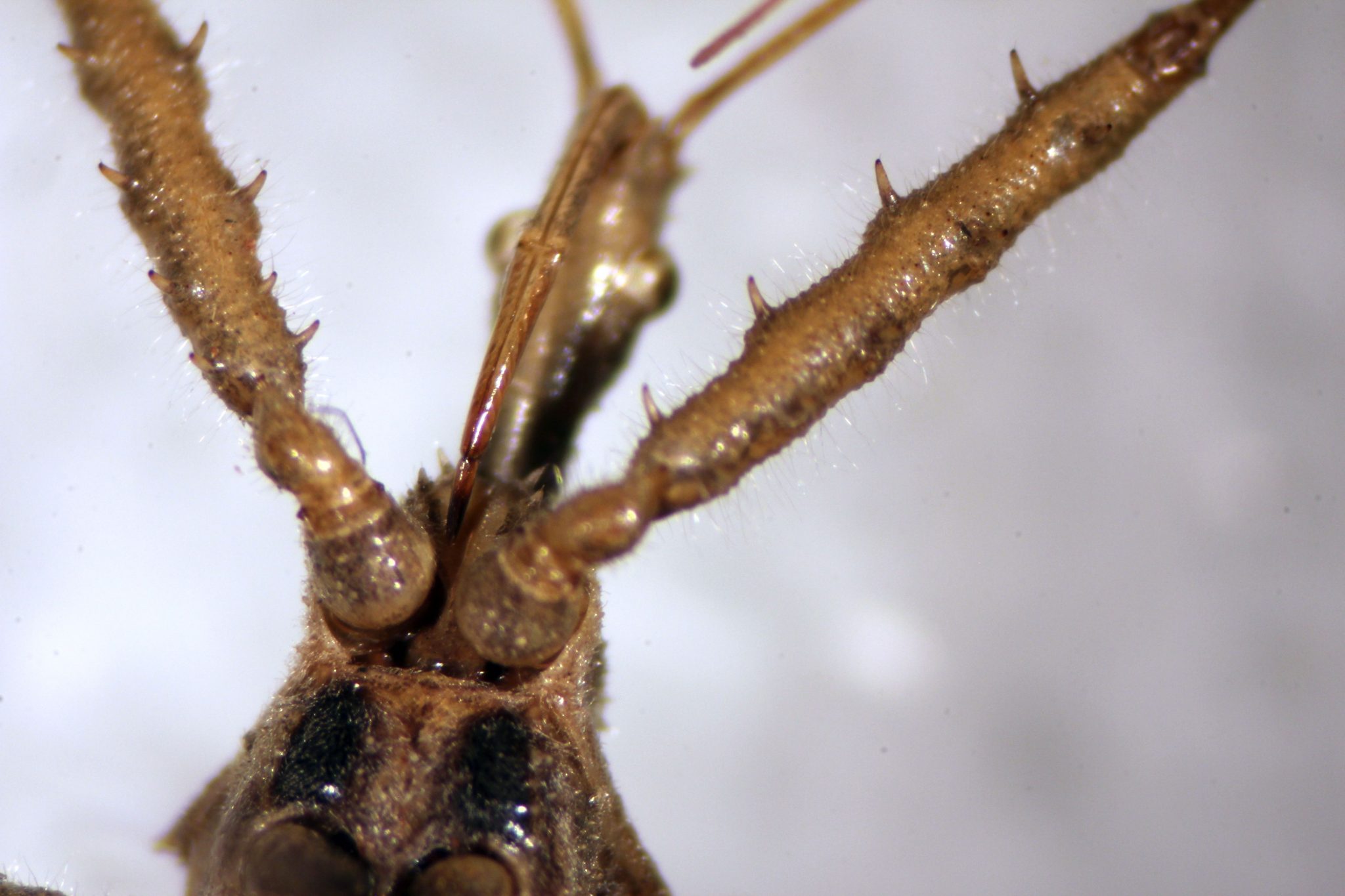 Hemiptera – Heteroptera – Terrestrial Families – UNBC BIOL 322, Entomology