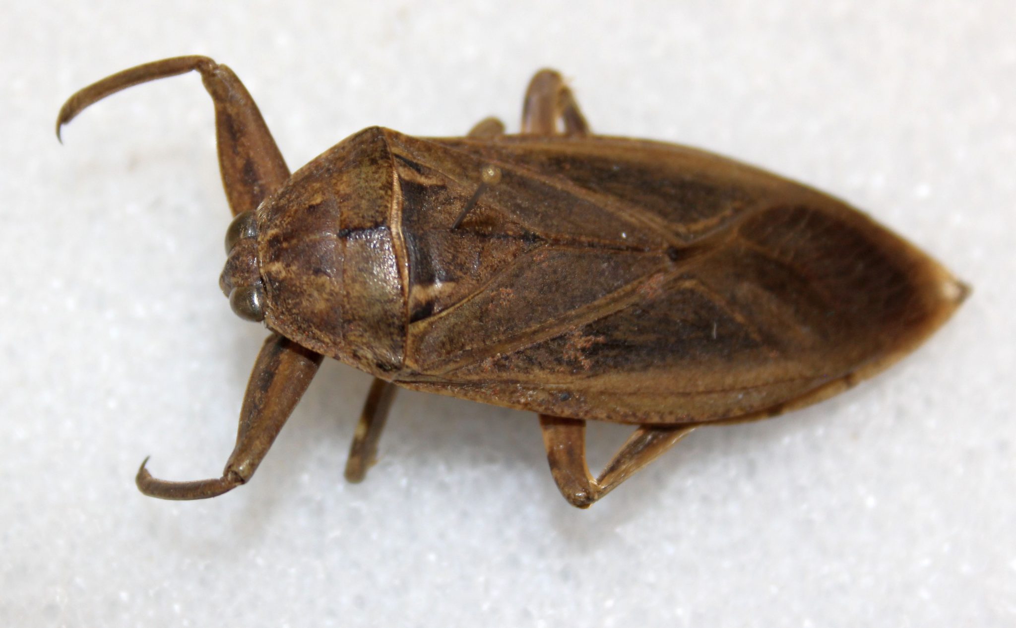 Hemiptera – Heteroptera – Aquatic Families – UNBC BIOL 322, Entomology