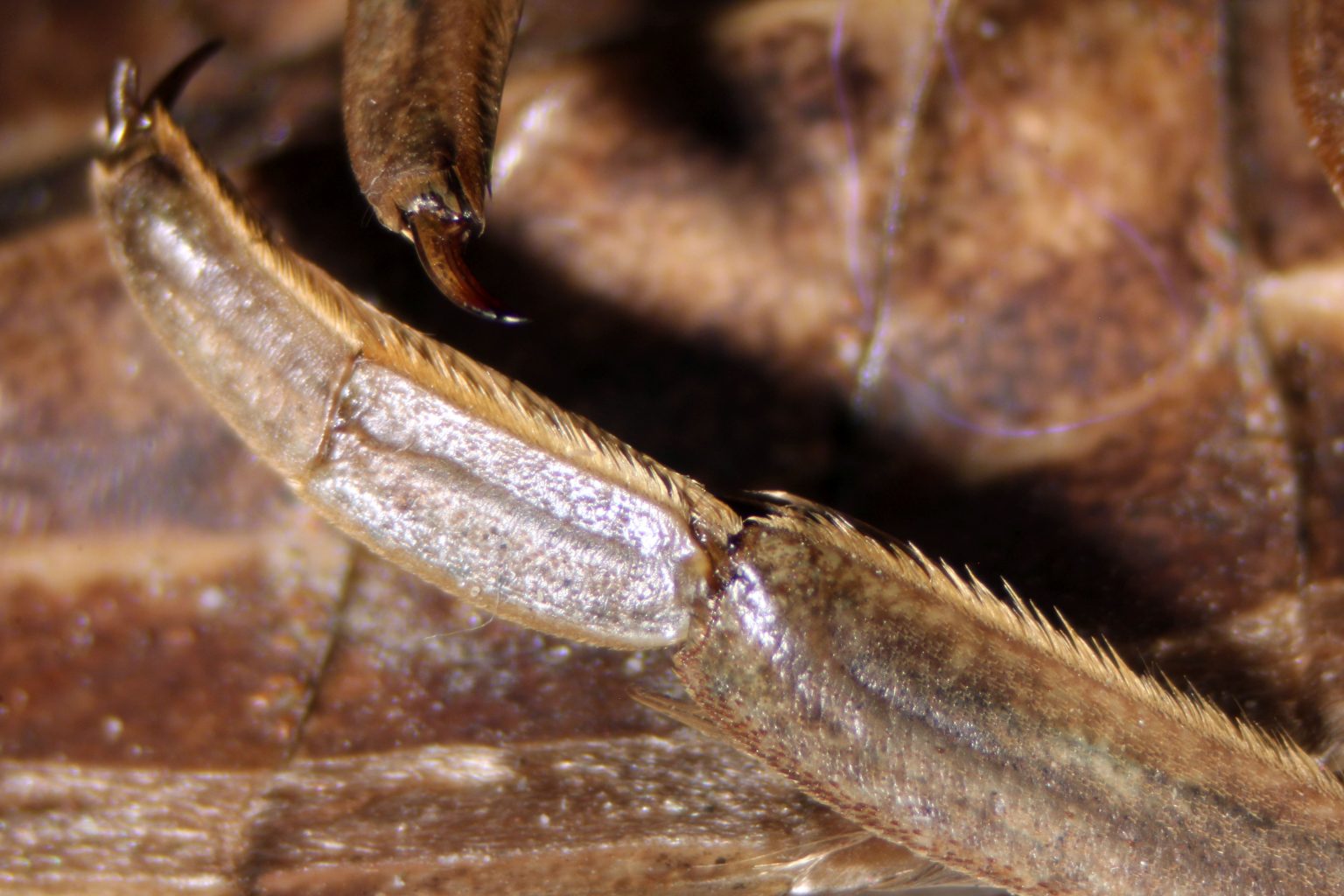 Hemiptera – Heteroptera – Aquatic Families – UNBC BIOL 322, Entomology