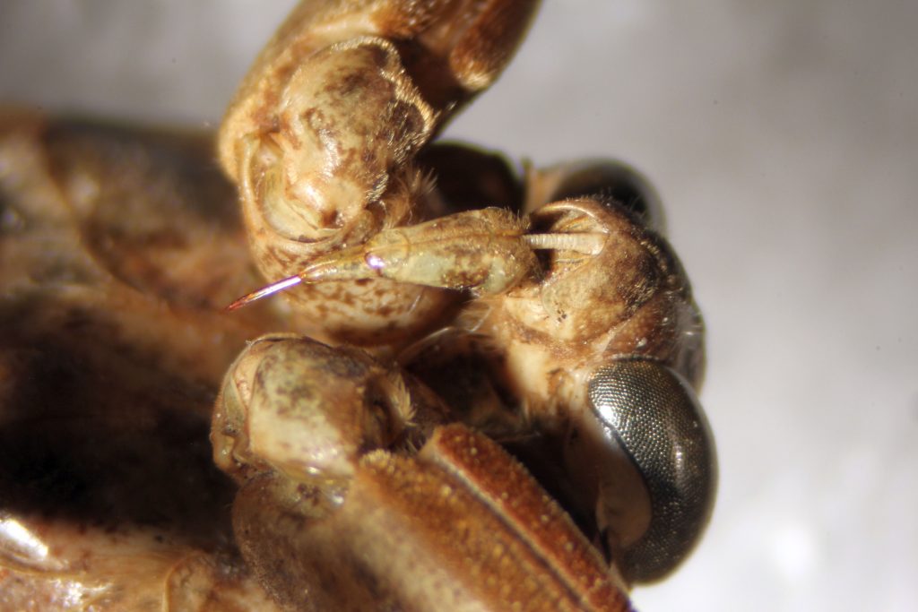 Hemiptera – Heteroptera – Aquatic Families – UNBC BIOL 322, Entomology
