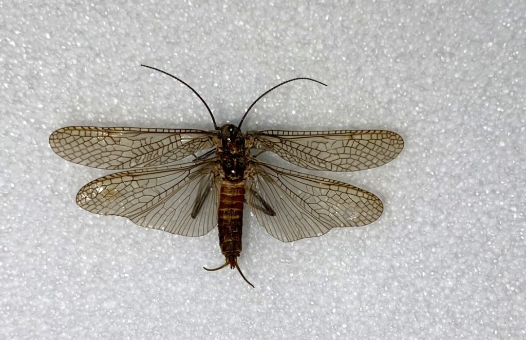 Plecoptera – UNBC BIOL 322, Entomology