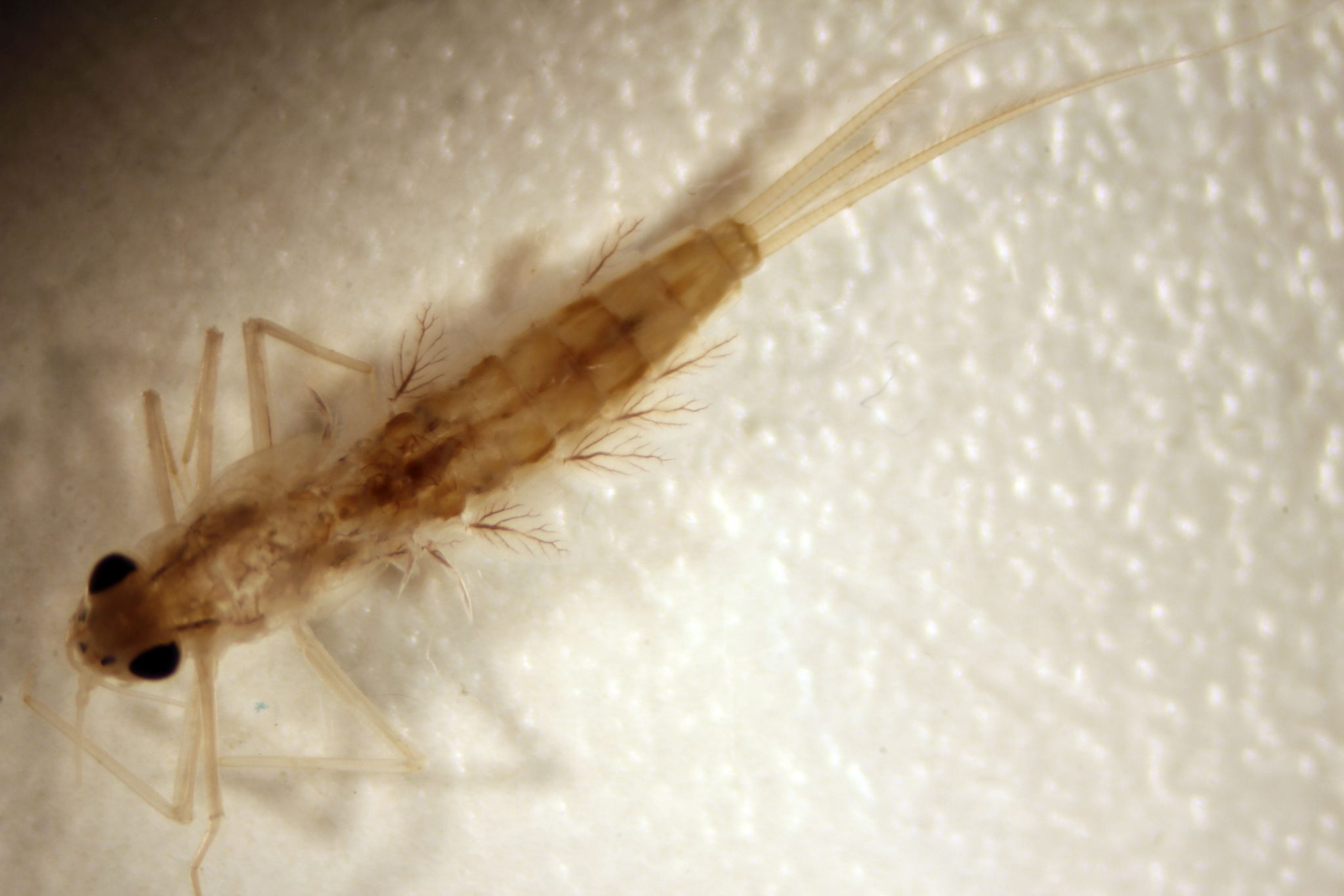 Paleoptera – Ephemeroptera – UNBC BIOL 322, Entomology