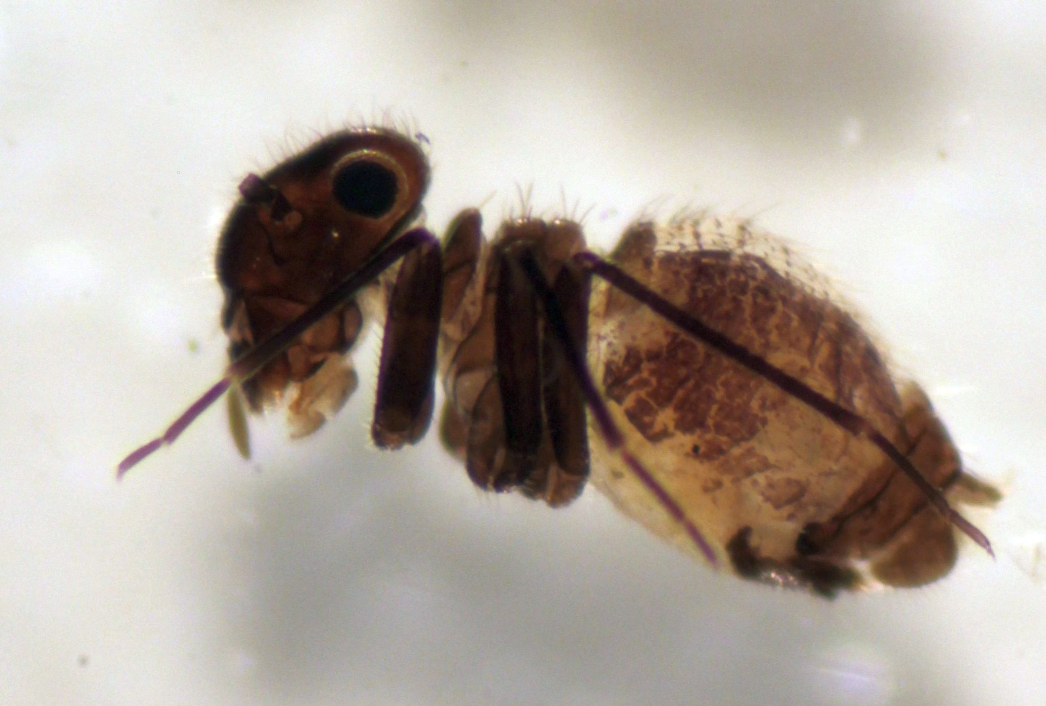 Psocodea – “Booklice”/Barklice” – UNBC BIOL 322, Entomology