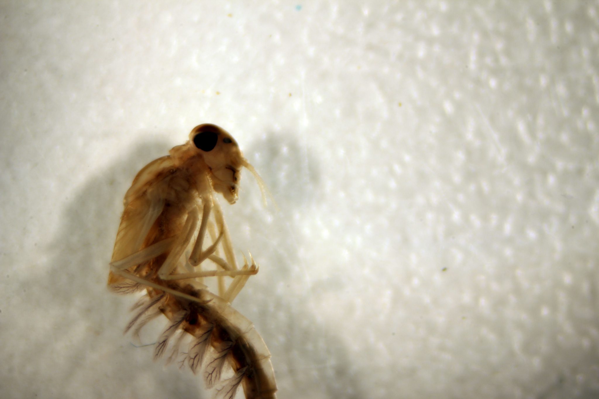 Paleoptera – Ephemeroptera – UNBC BIOL 322, Entomology