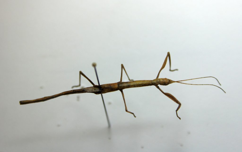 Phasmatodea – UNBC BIOL 322, Entomology