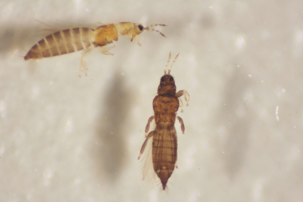 Thysanoptera – UNBC BIOL 322, Entomology