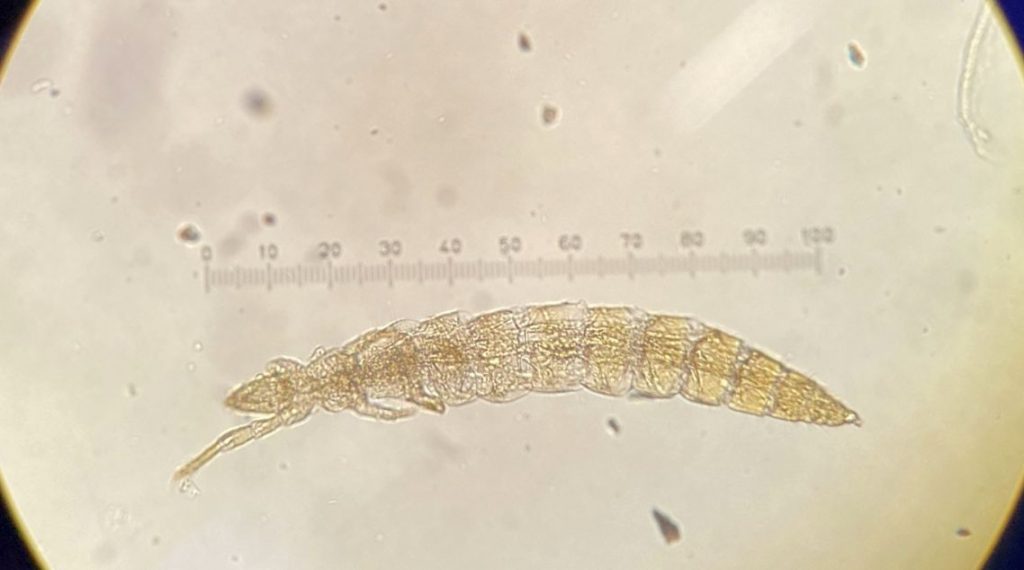 Entognatha – UNBC BIOL 322, Entomology