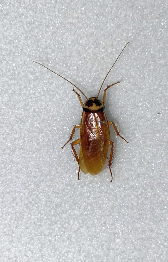 Blattodea – UNBC BIOL 322, Entomology