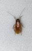 Blattodea – UNBC BIOL 322, Entomology
