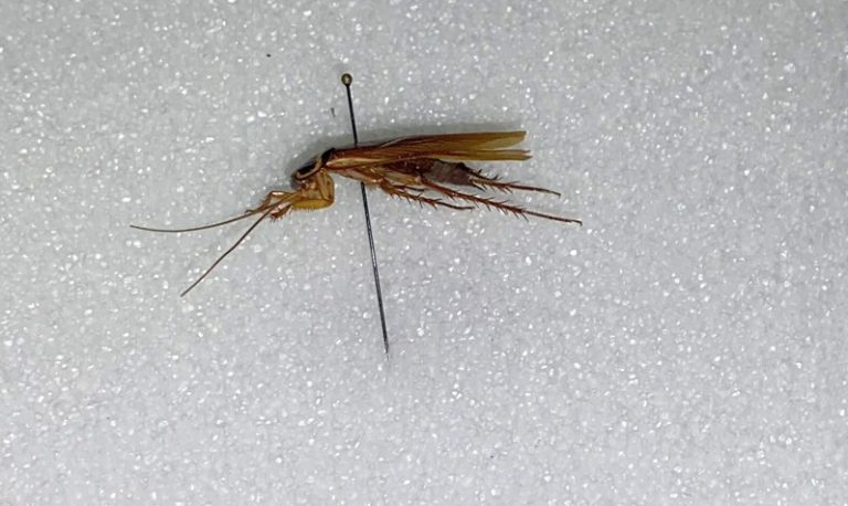 Blattodea – UNBC BIOL 322, Entomology