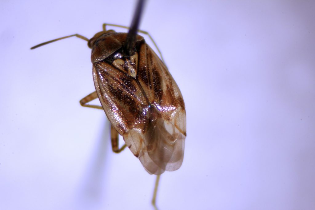 Hemiptera – Heteroptera – Terrestrial Families – UNBC BIOL 322, Entomology