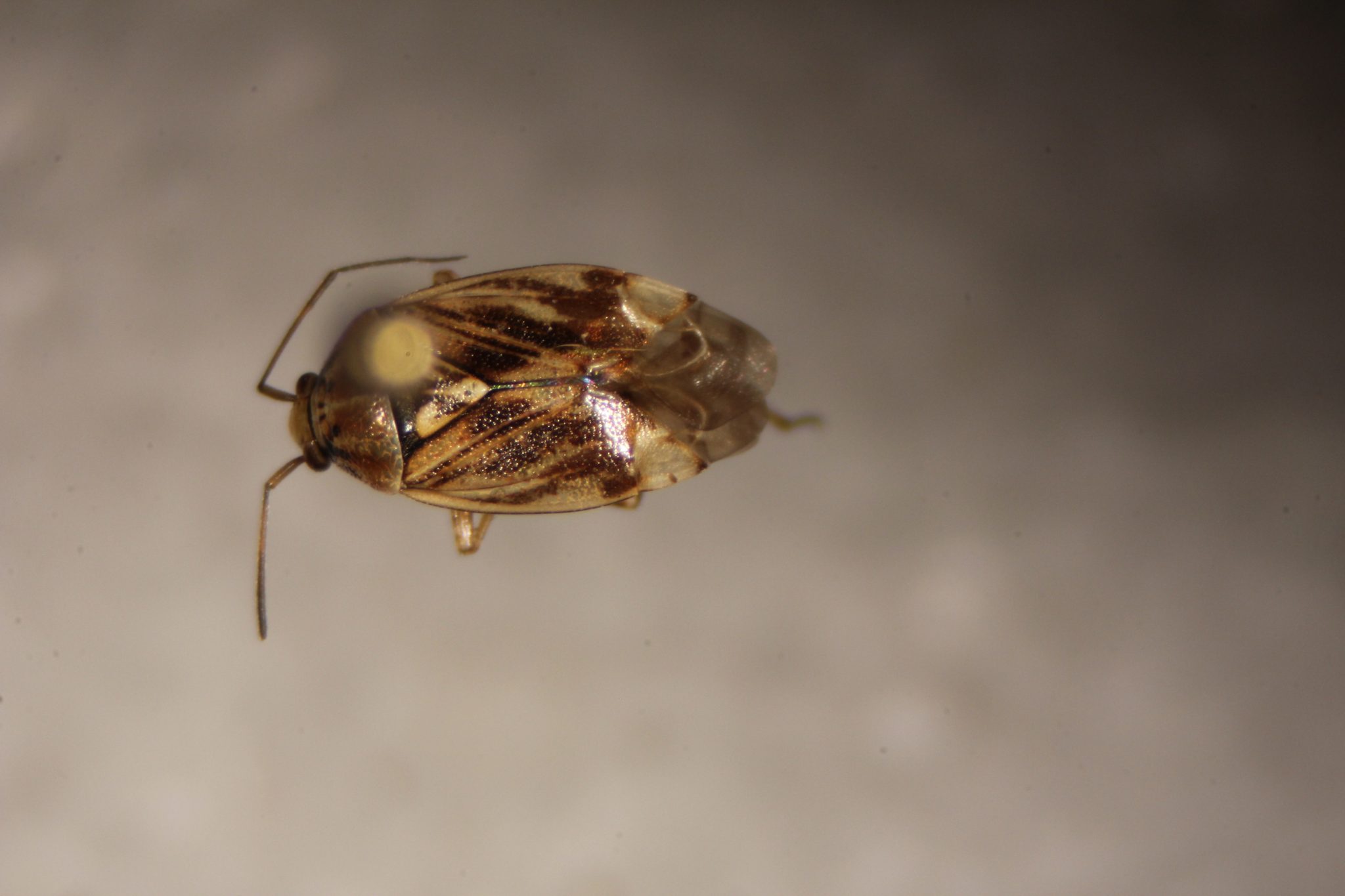 Hemiptera – Heteroptera – Terrestrial Families – UNBC BIOL 322, Entomology