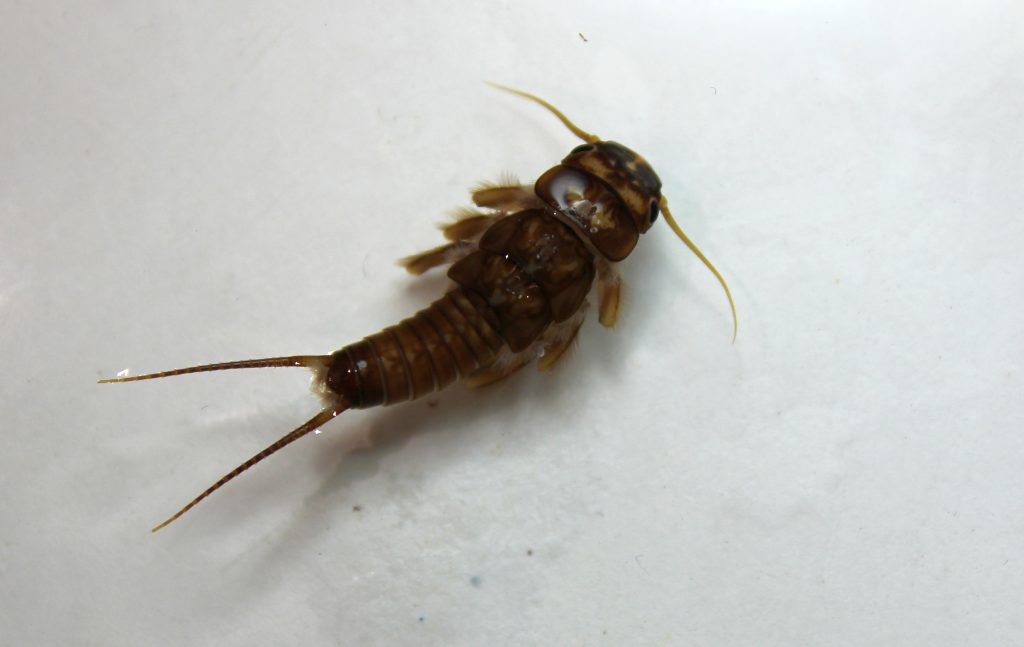 Plecoptera – UNBC BIOL 322, Entomology