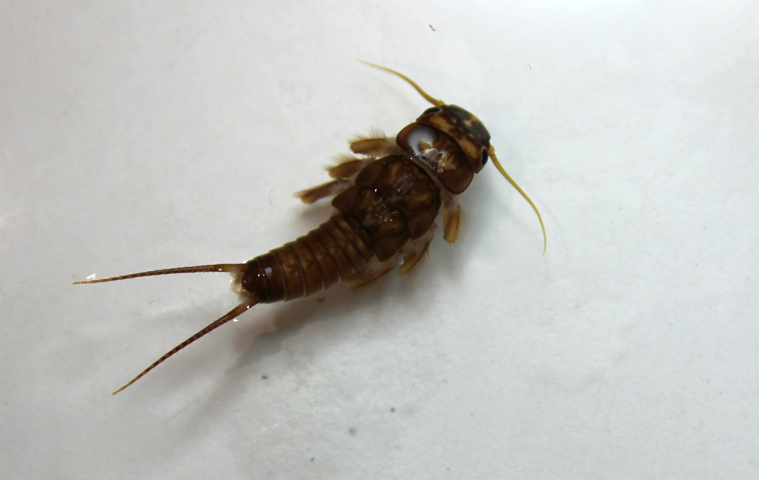 Plecoptera – UNBC BIOL 322, Entomology