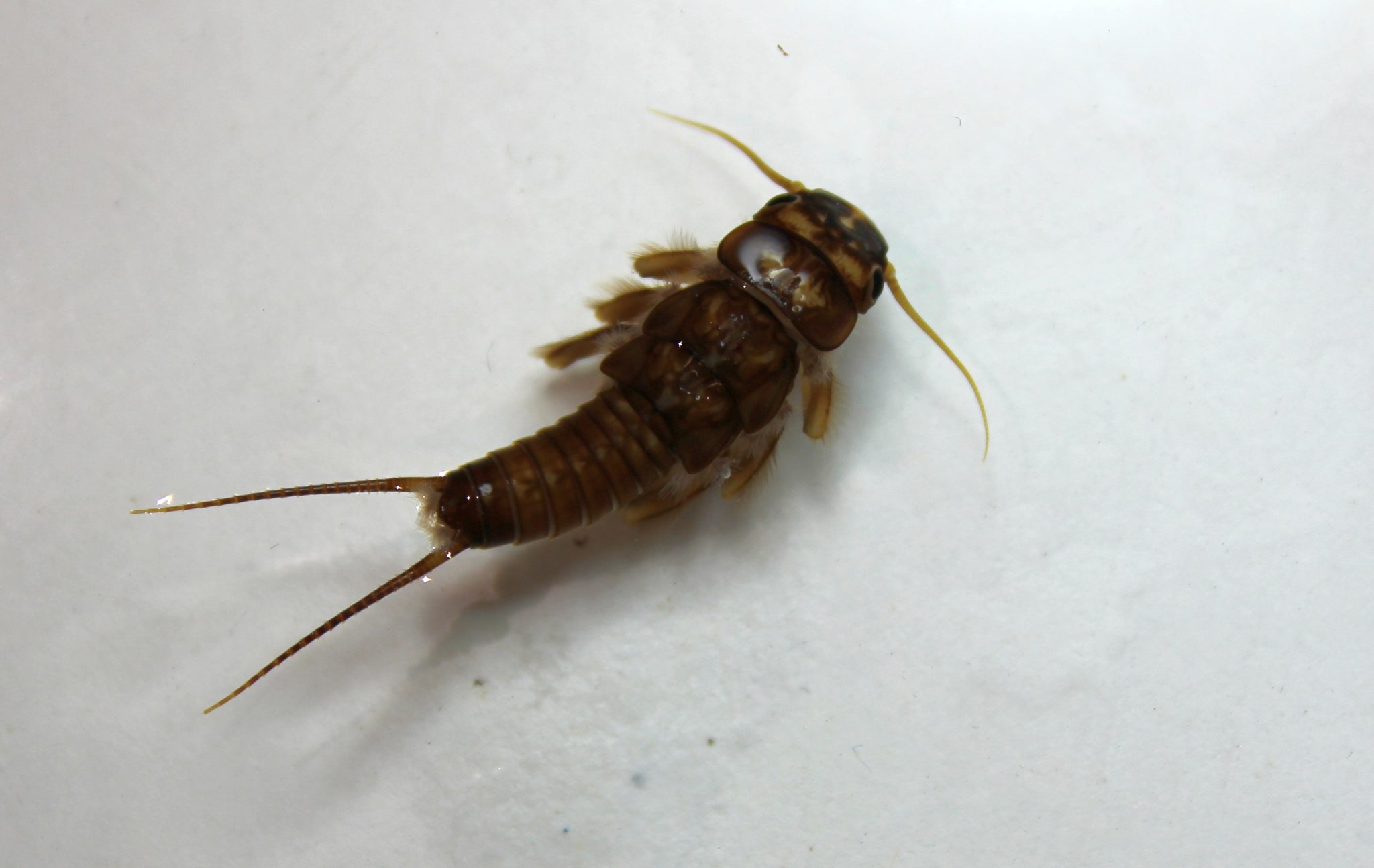 Plecoptera – UNBC BIOL 322, Entomology