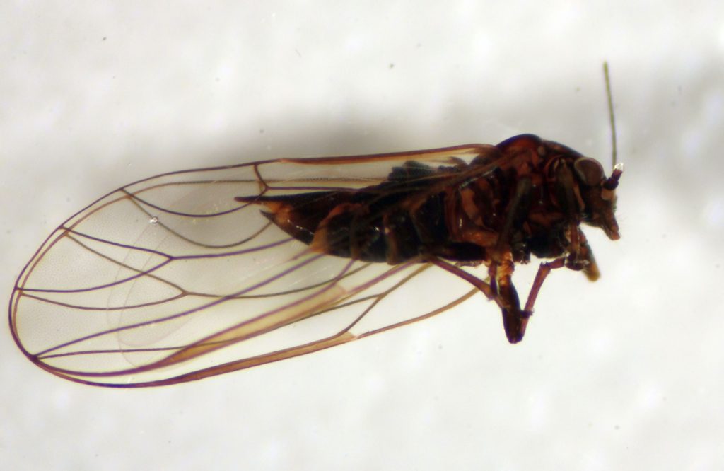 Hemiptera – Sternorrhyncha – UNBC BIOL 322, Entomology